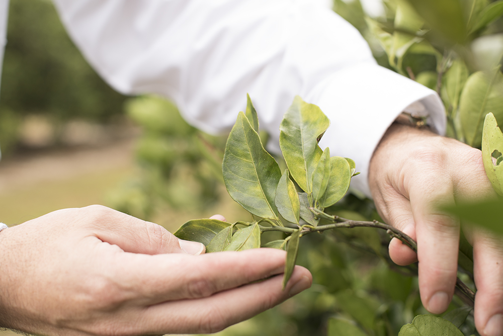 Florida Citrus Growers | Florida Department of Citrus