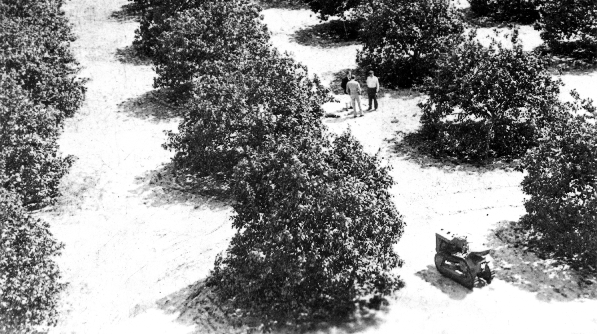Our History - Florida Citrus