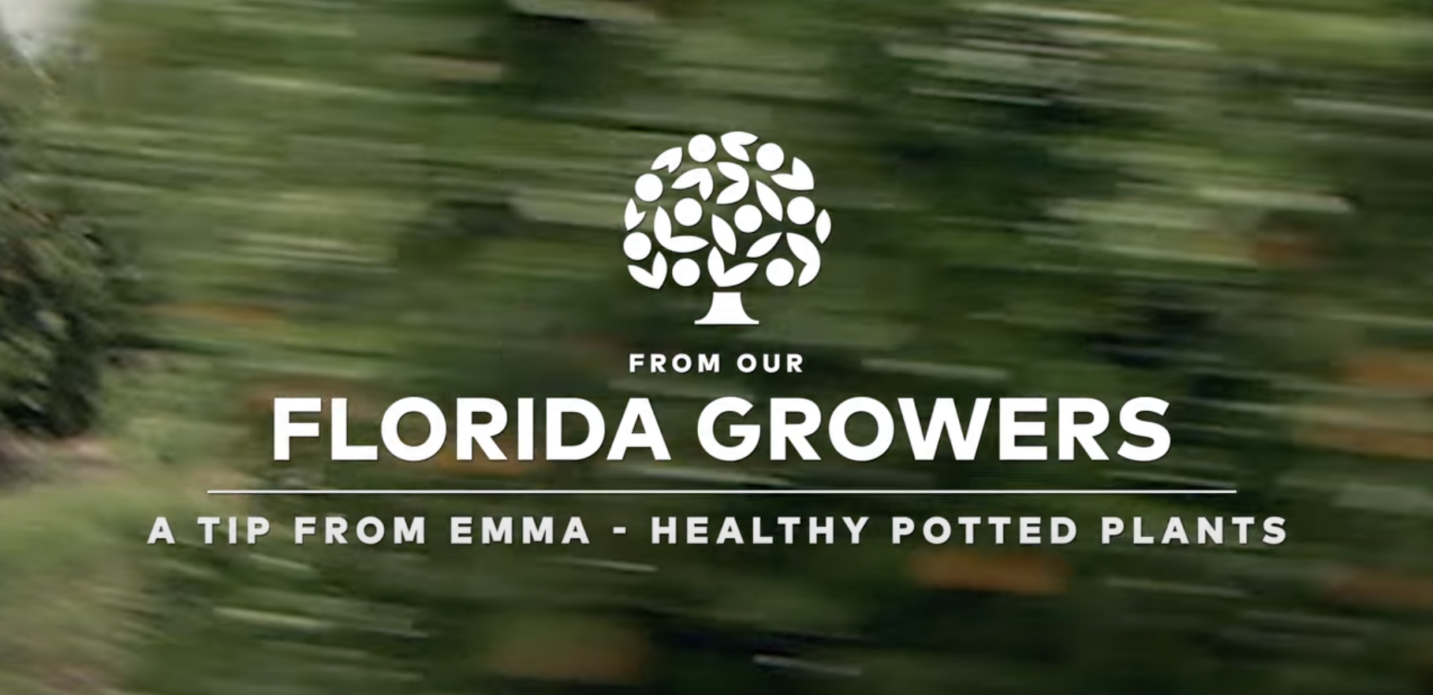 Emma Reynolds Ezell – Healthy Potted Plant - Florida Citrus