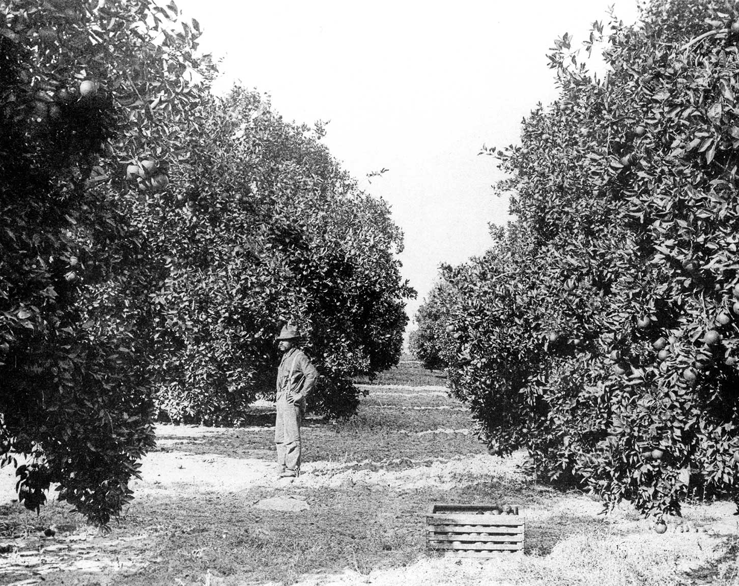 About Florida Citrus - Florida Citrus
