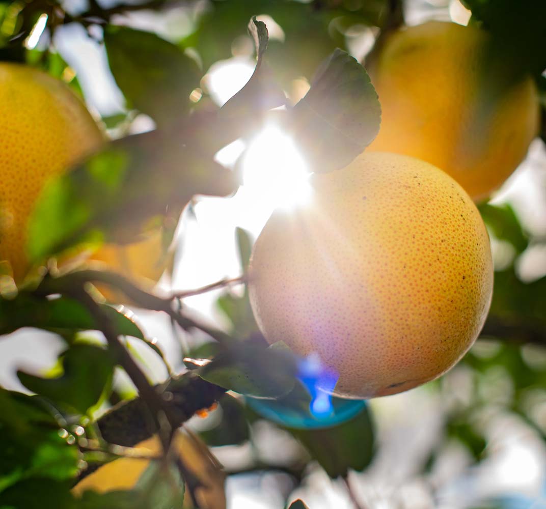 About Florida Citrus - Florida Citrus