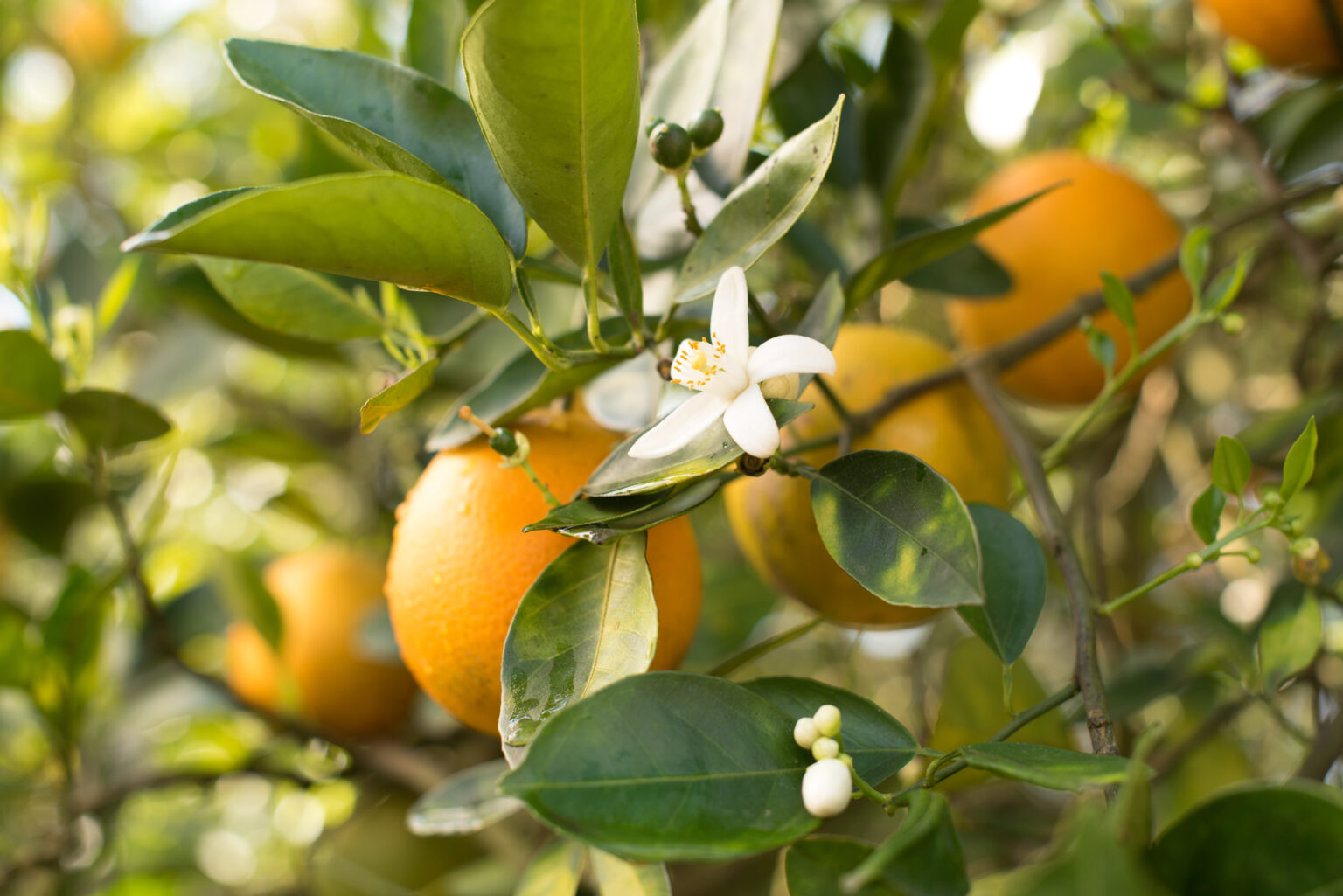 Florida Orange Juice & Grapefruit | Florida Department of Citrus